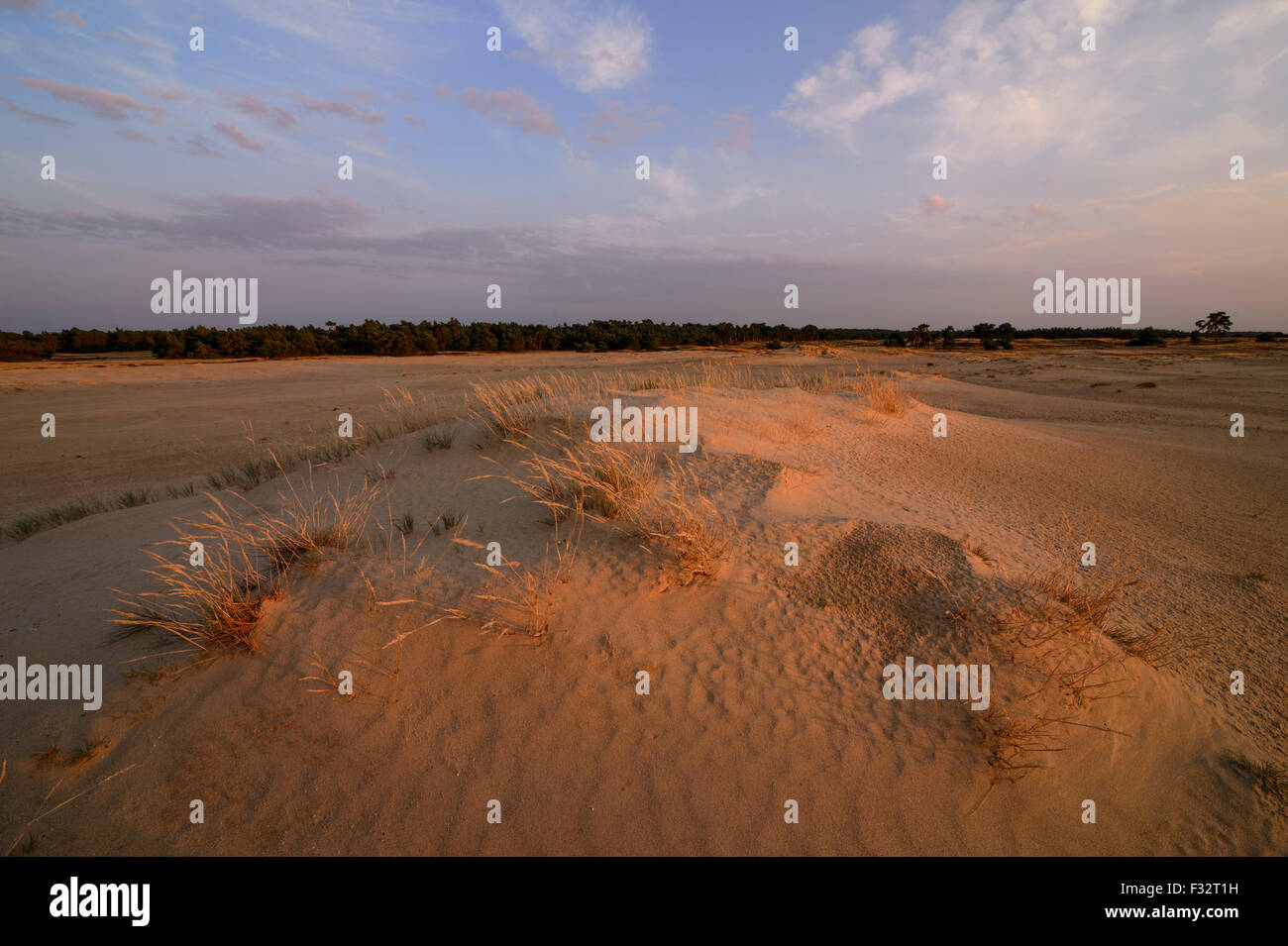 Drift-sand with grass in low evening light, with patterns in the sand ...