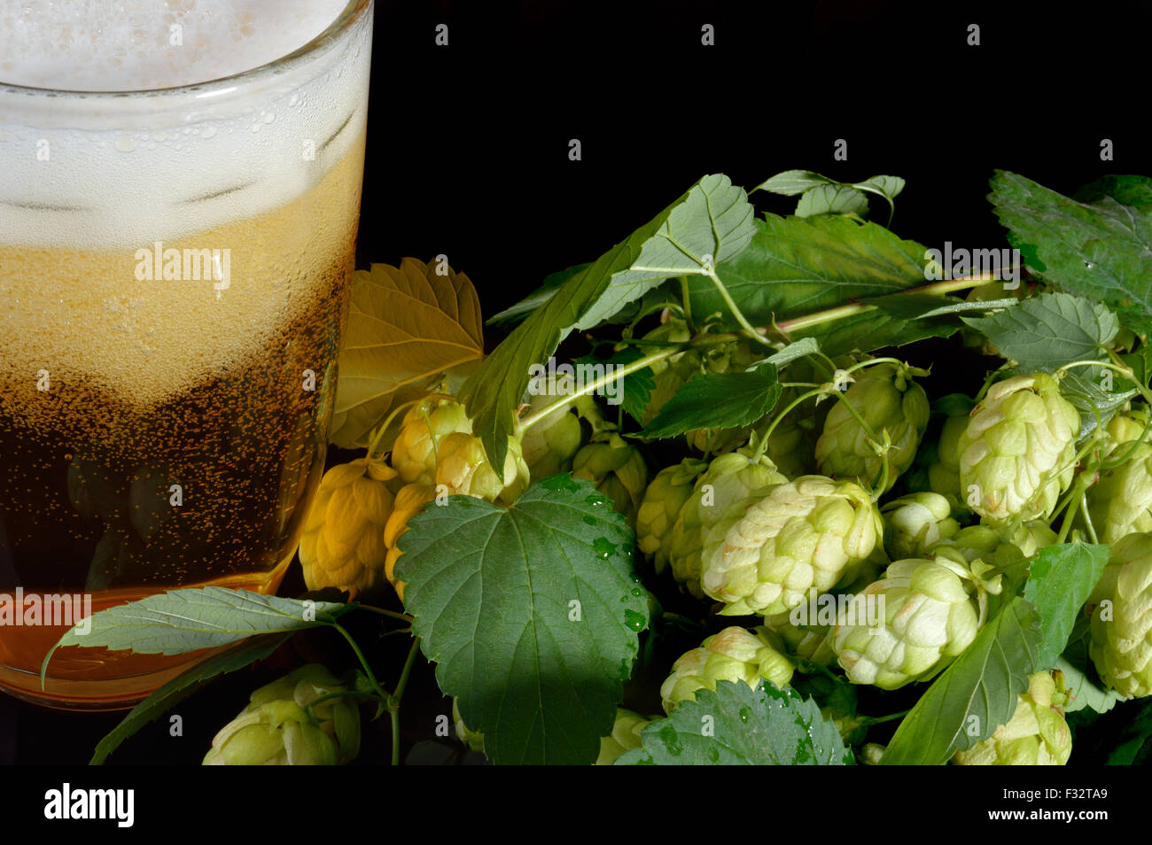 A mug of beer and branch of hops Stock Photo - Alamy