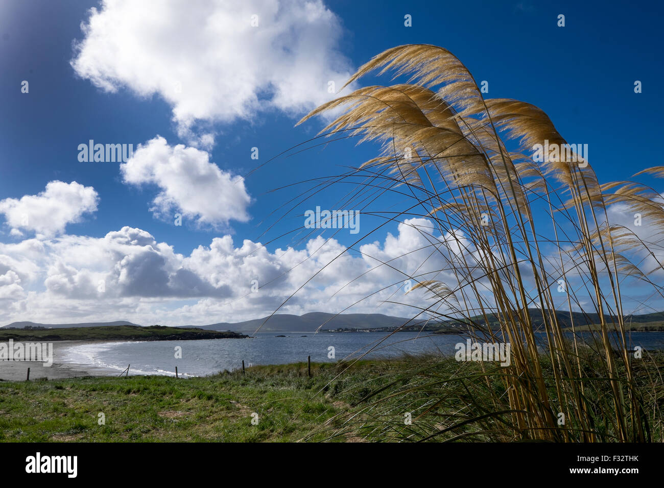 Pampas grasses on the coast in Southern Ireland Stock Photo - Alamy