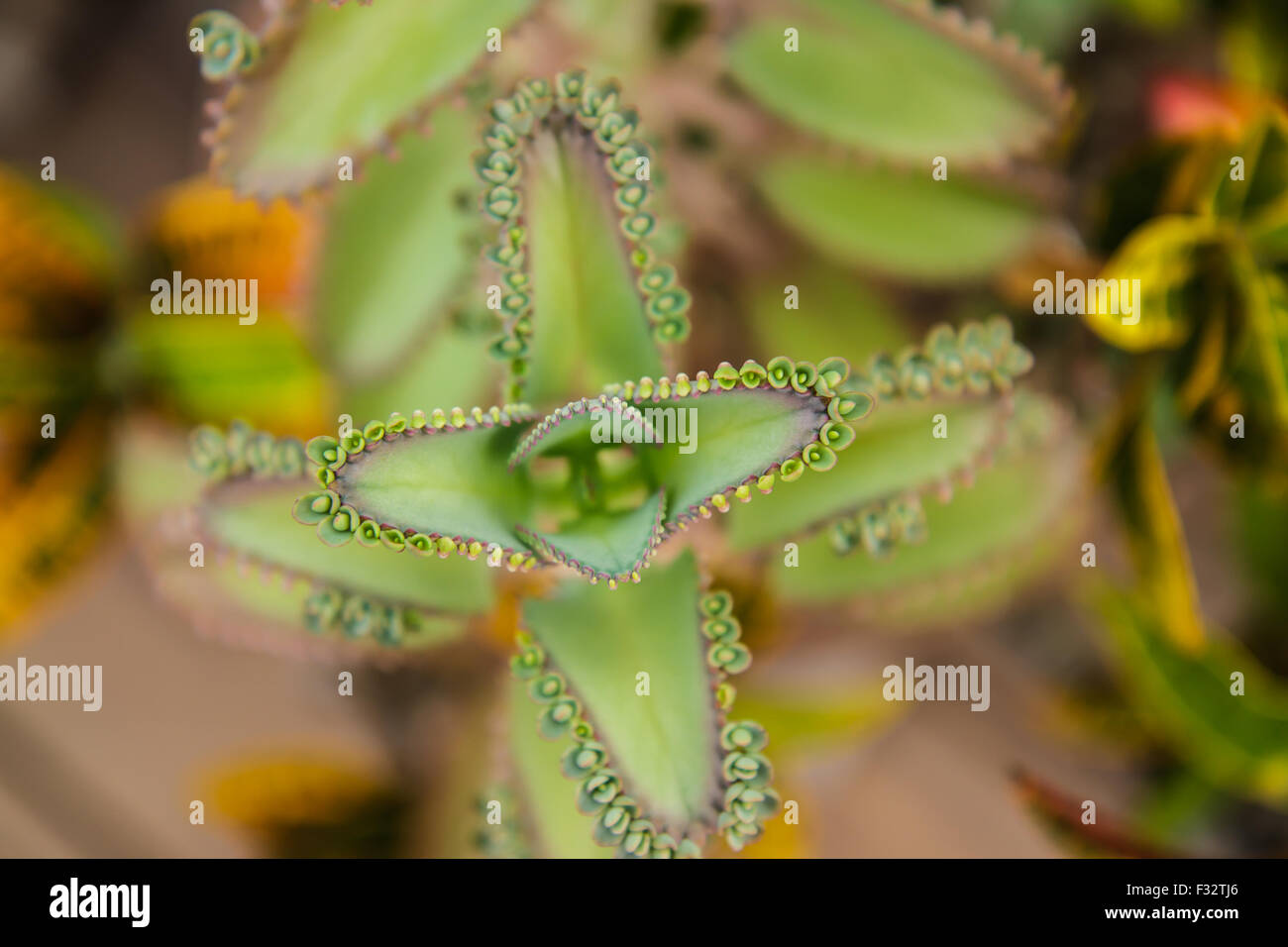 Plants with leaves much inbreeding Stock Photo - Alamy
