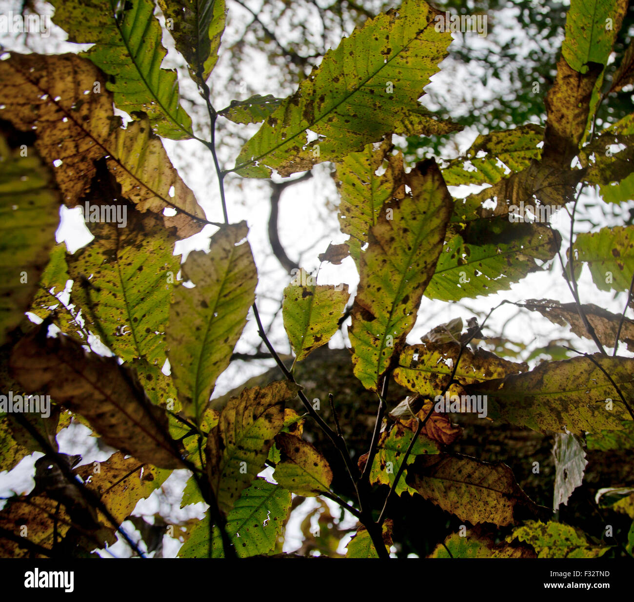 Autumn leaves abstract Stock Photo - Alamy