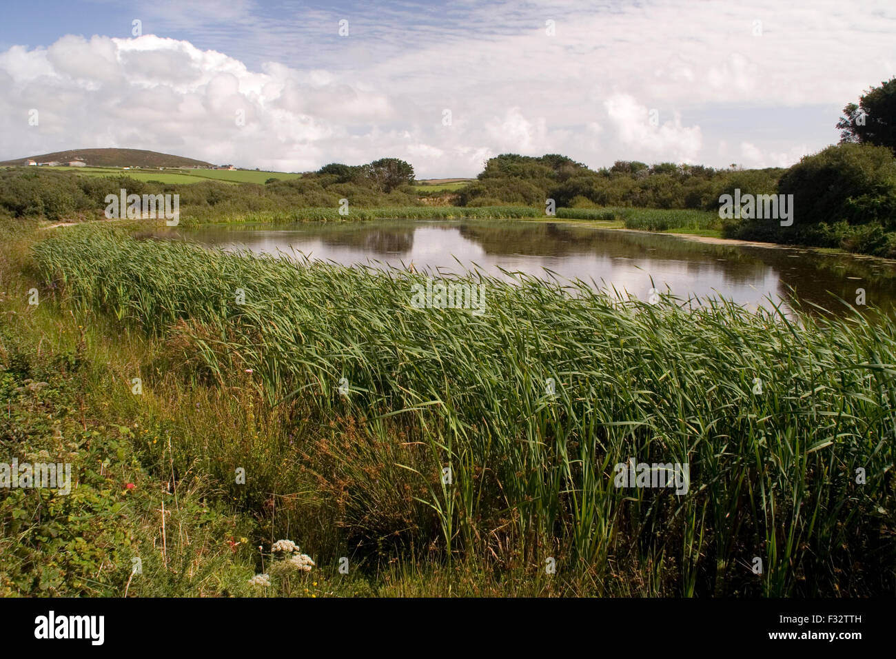 Farm pond hi-res stock photography and images - Alamy