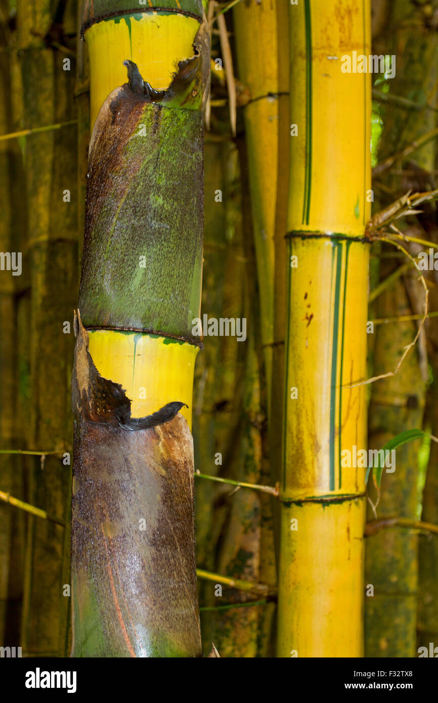 Bambusoideae hi-res stock photography and images - Alamy