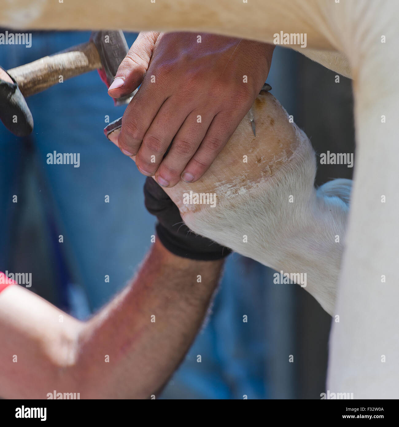Iron gray arabian hi-res stock photography and images - Alamy