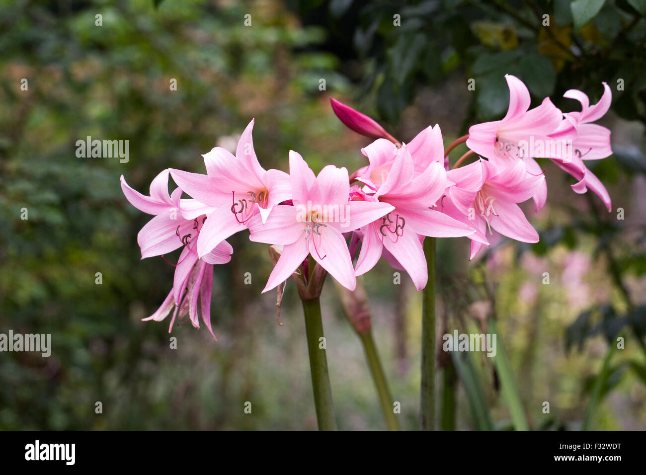 Swamp lily crinum lily hi-res stock photography and images - Alamy