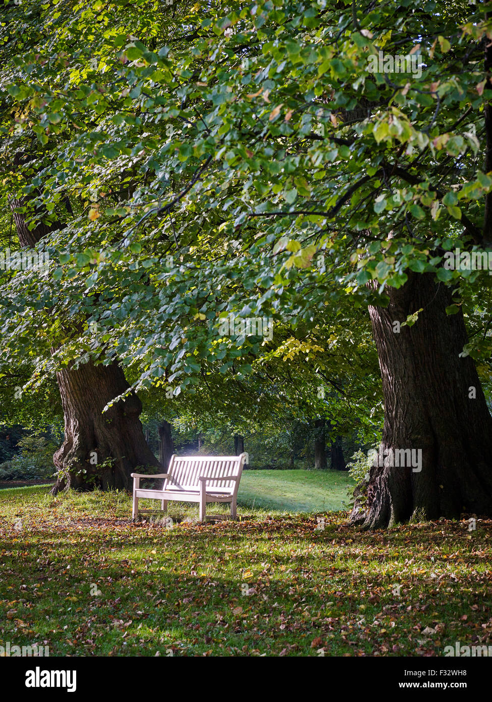 Bench Between Two Trees In High Resolution Stock Photography and Images ...