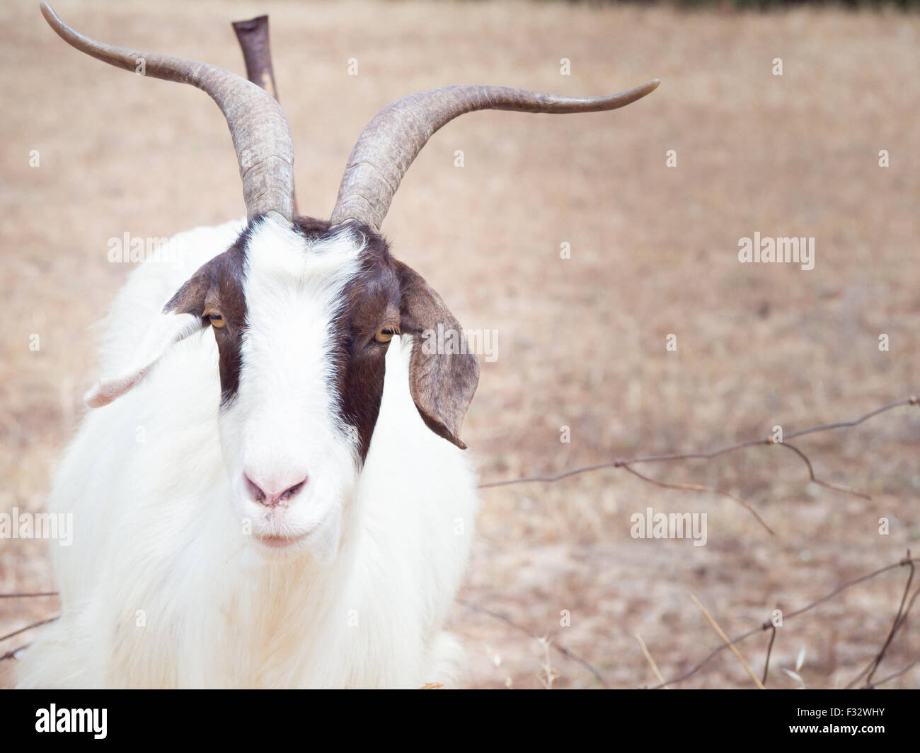 Goat thoughtful in campaign. Emoticon goat Stock Photo - Alamy
