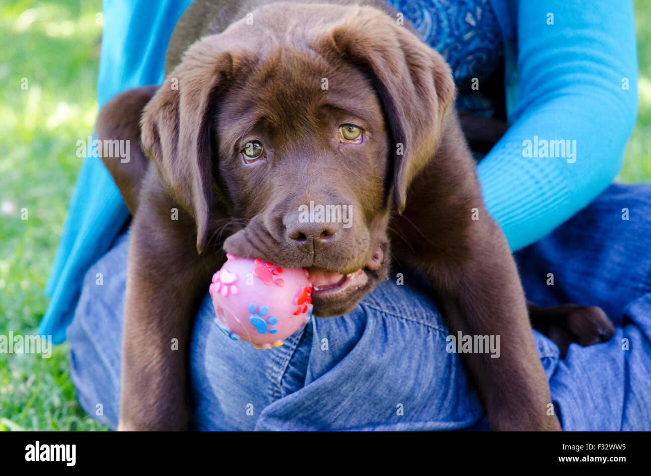 Chocolate Labrador Retriever puppy playing with a ball Stock Photo - Alamy