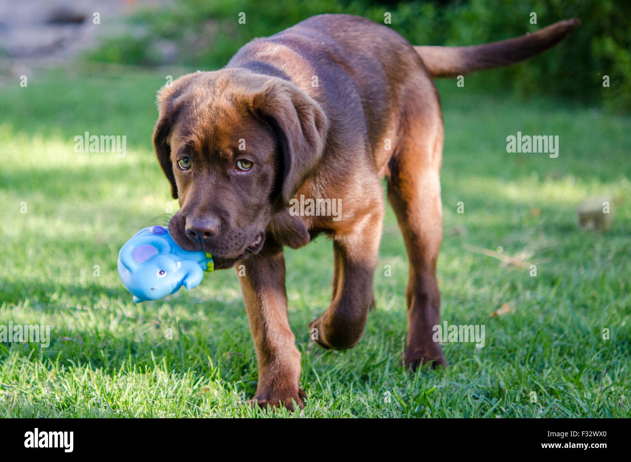 Young chocolate Labrador Retriever playing with a toy Stock Photo - Alamy