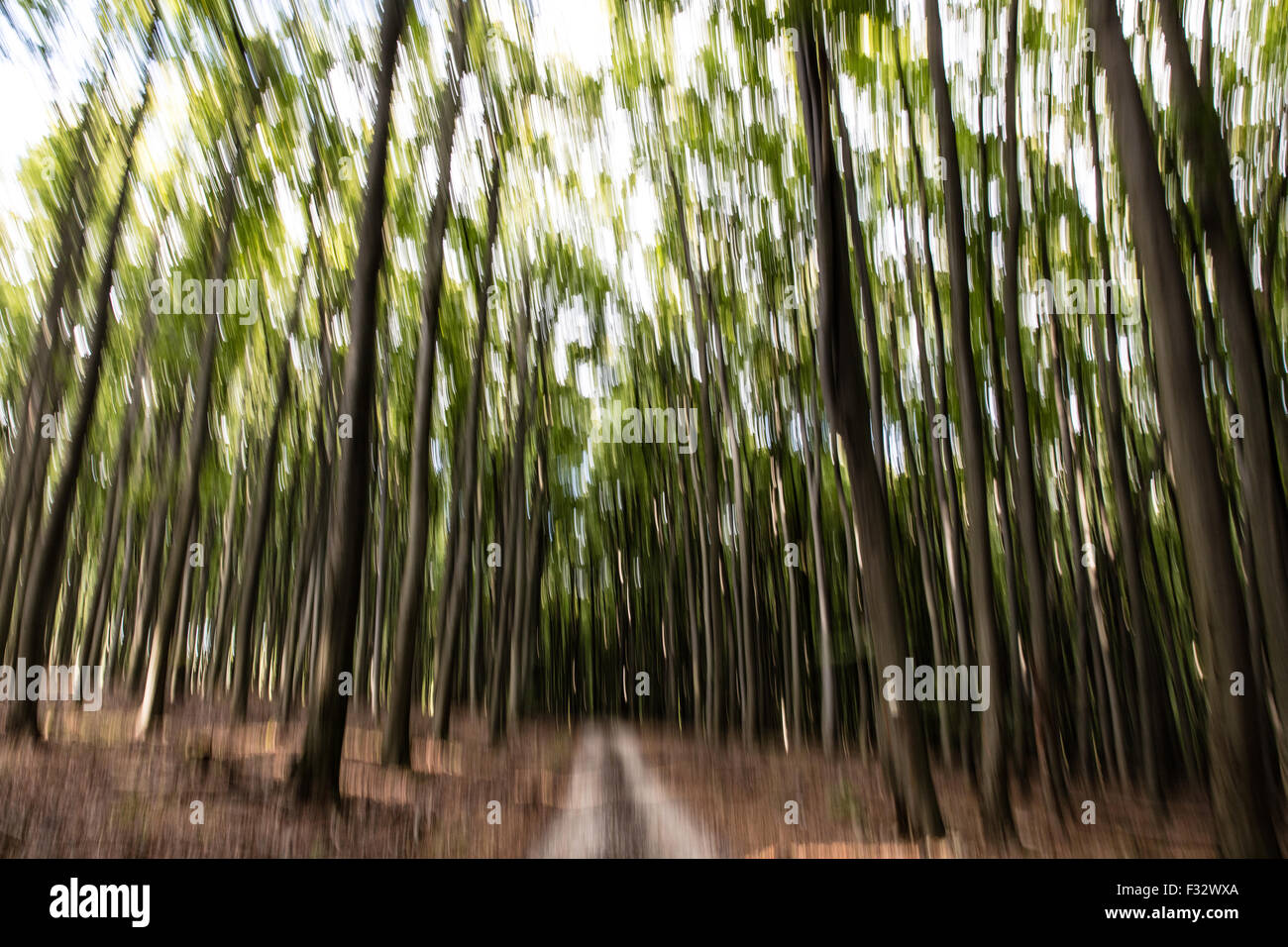 Slovak forest, experiment, drawing camera, abstract, dynamic Stock ...