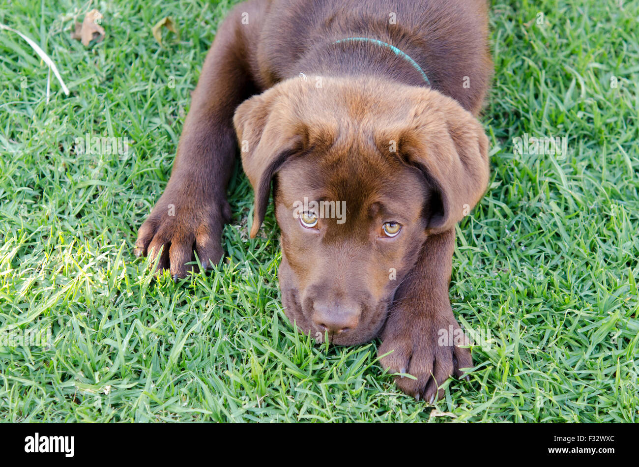 Chocolate labrador retriever puppy hi-res stock photography and images ...