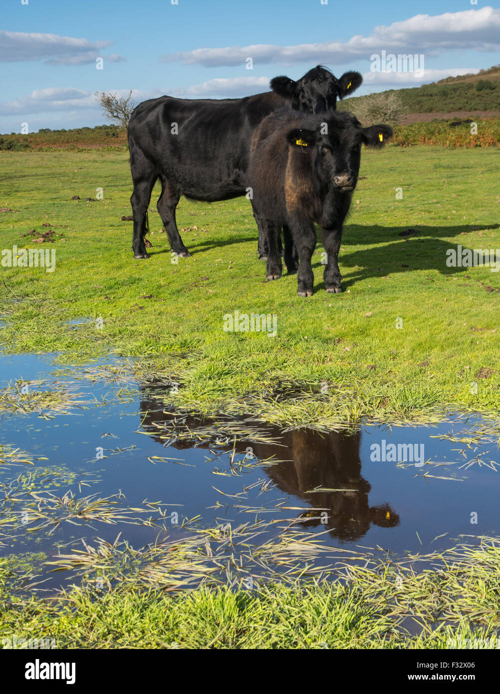 Images Of Black Cows COW TEE BLACK