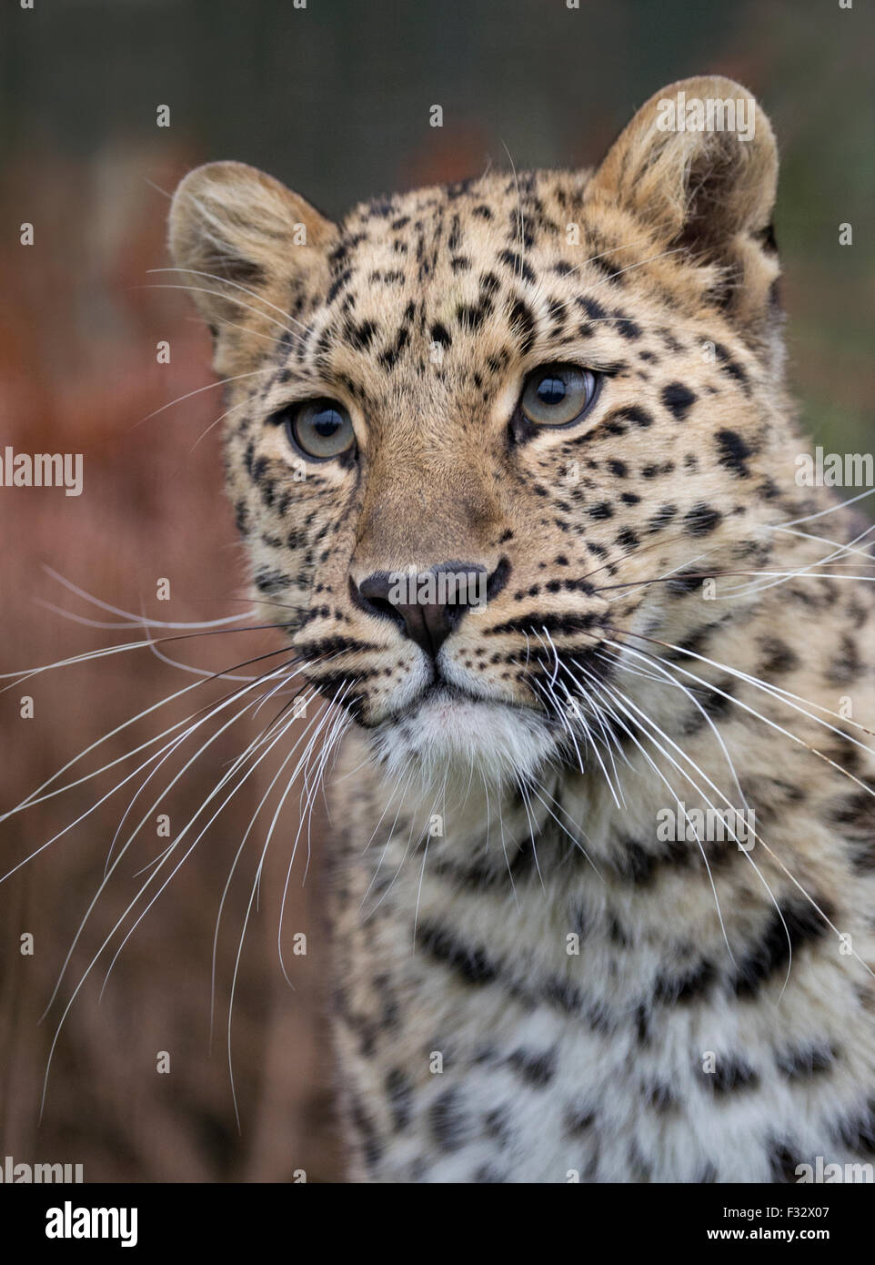 Female Amur Leopard High Resolution Stock Photography and Images - Alamy