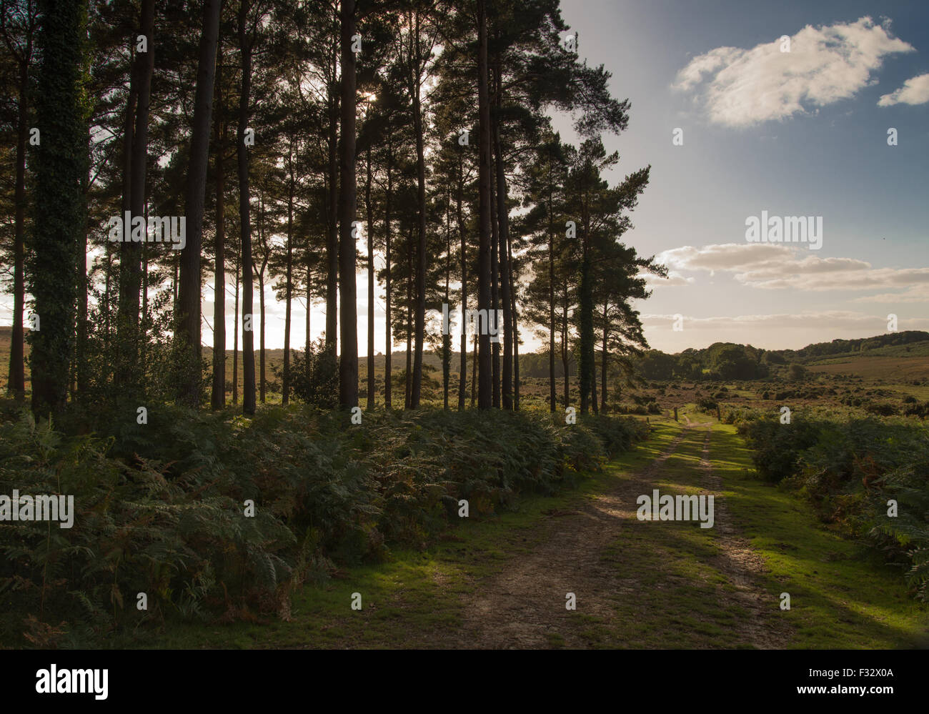Tall trees in hampshire hi-res stock photography and images - Alamy
