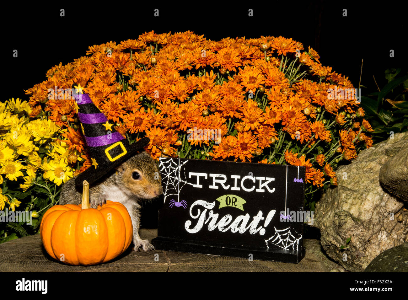 Halloween Gray Squirrel Stock Photo - Alamy