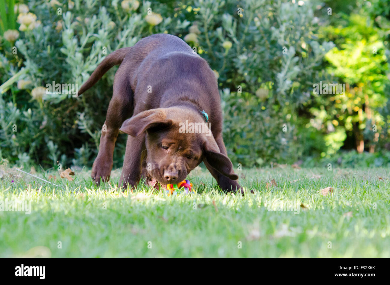 Chocolate Labrador Retriever puppy playing with a colorful ball Stock ...