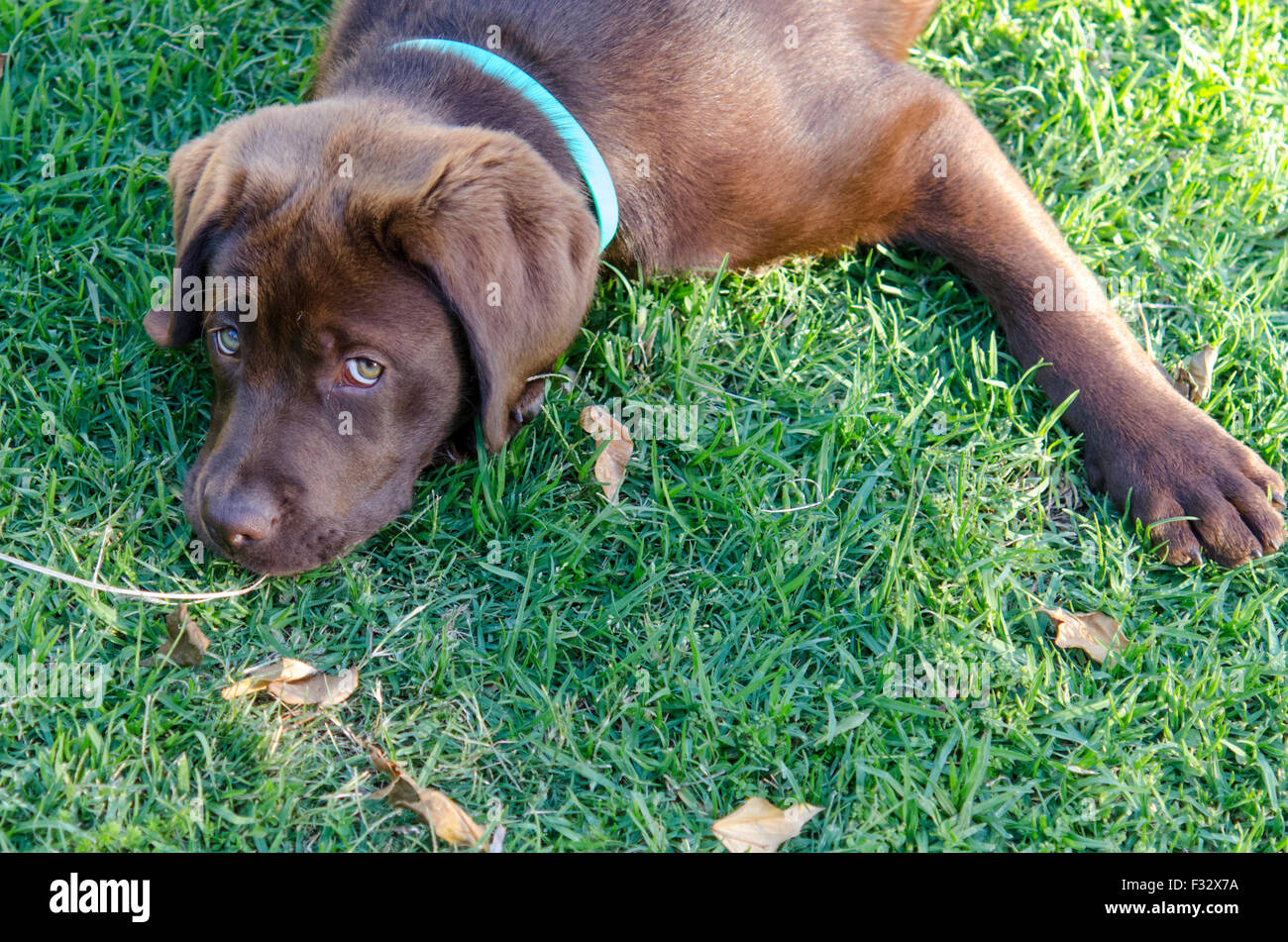 Chocolate Labrador Retriever puppy in playful mood Stock Photo - Alamy