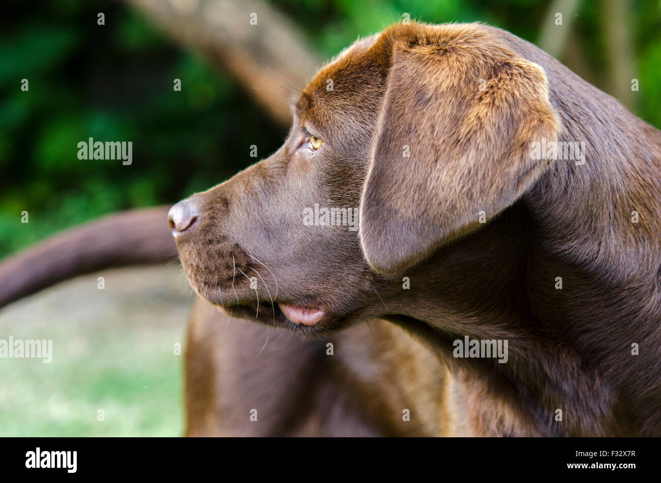 Chocolate young labrador retriever hi-res stock photography and images ...