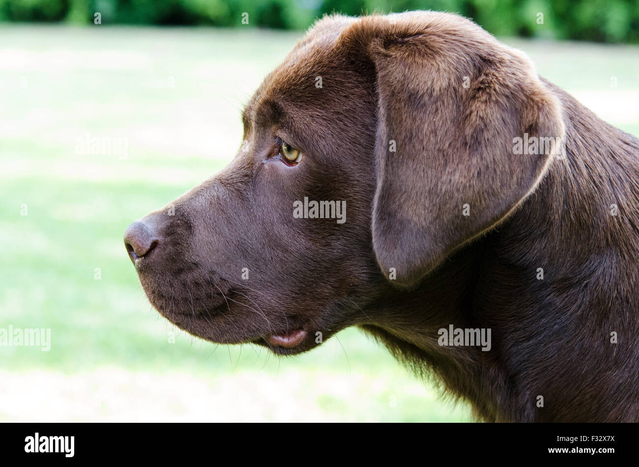Chocolate young labrador retriever hi-res stock photography and images ...