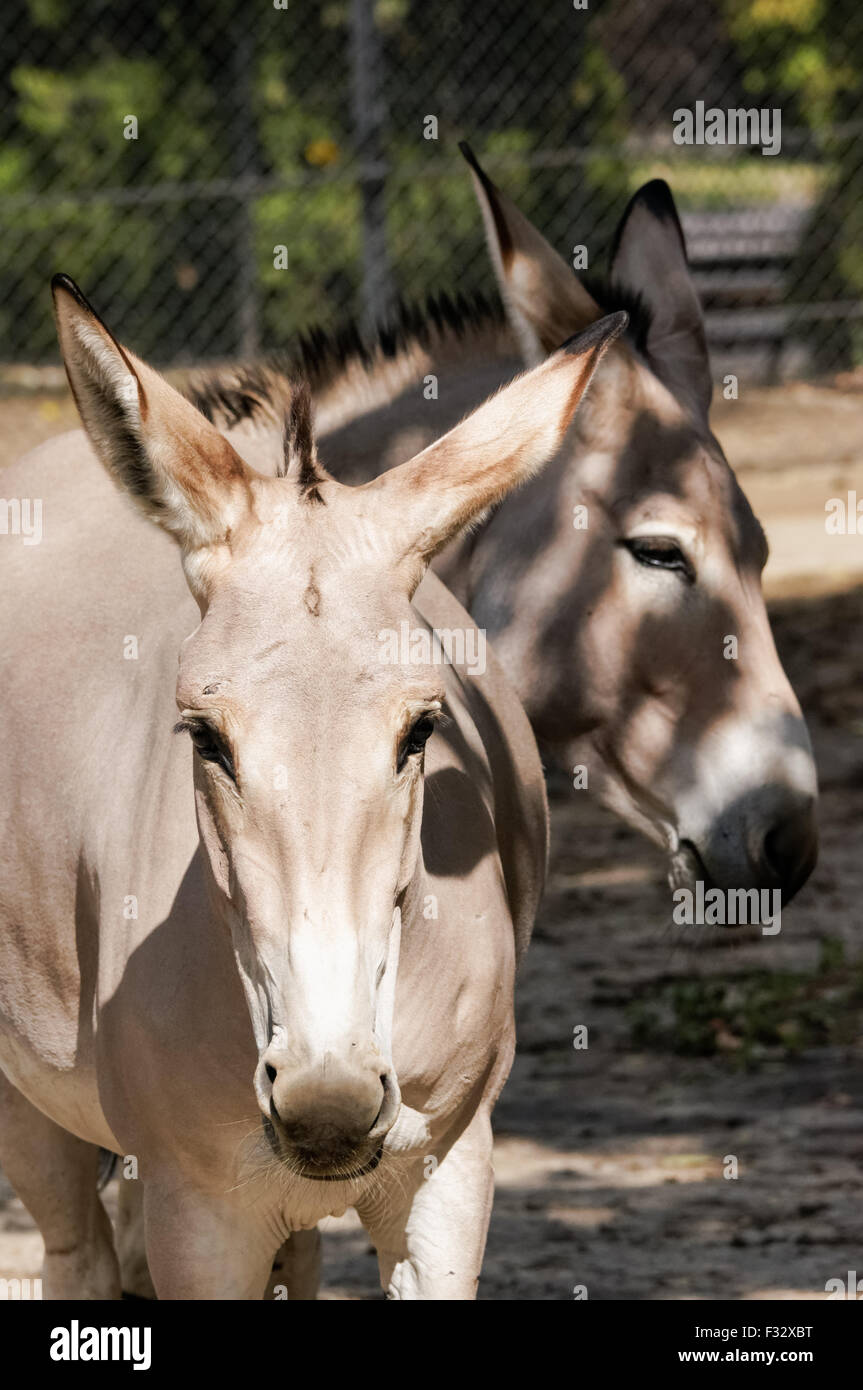 The Somali wild ass (Equus africanus somaliensis) at Zoo, Warsaw Poland ...
