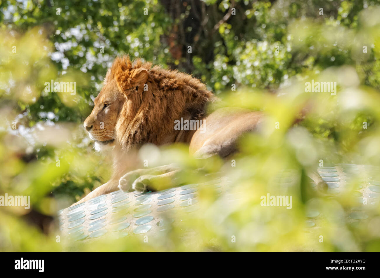 Lion at Zoo, Warsaw Poland Stock Photo - Alamy