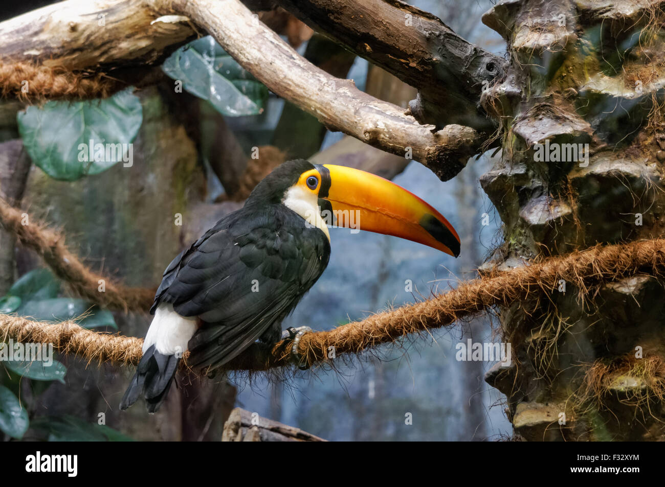 The toco toucan (Ramphastos toco Stock Photo - Alamy