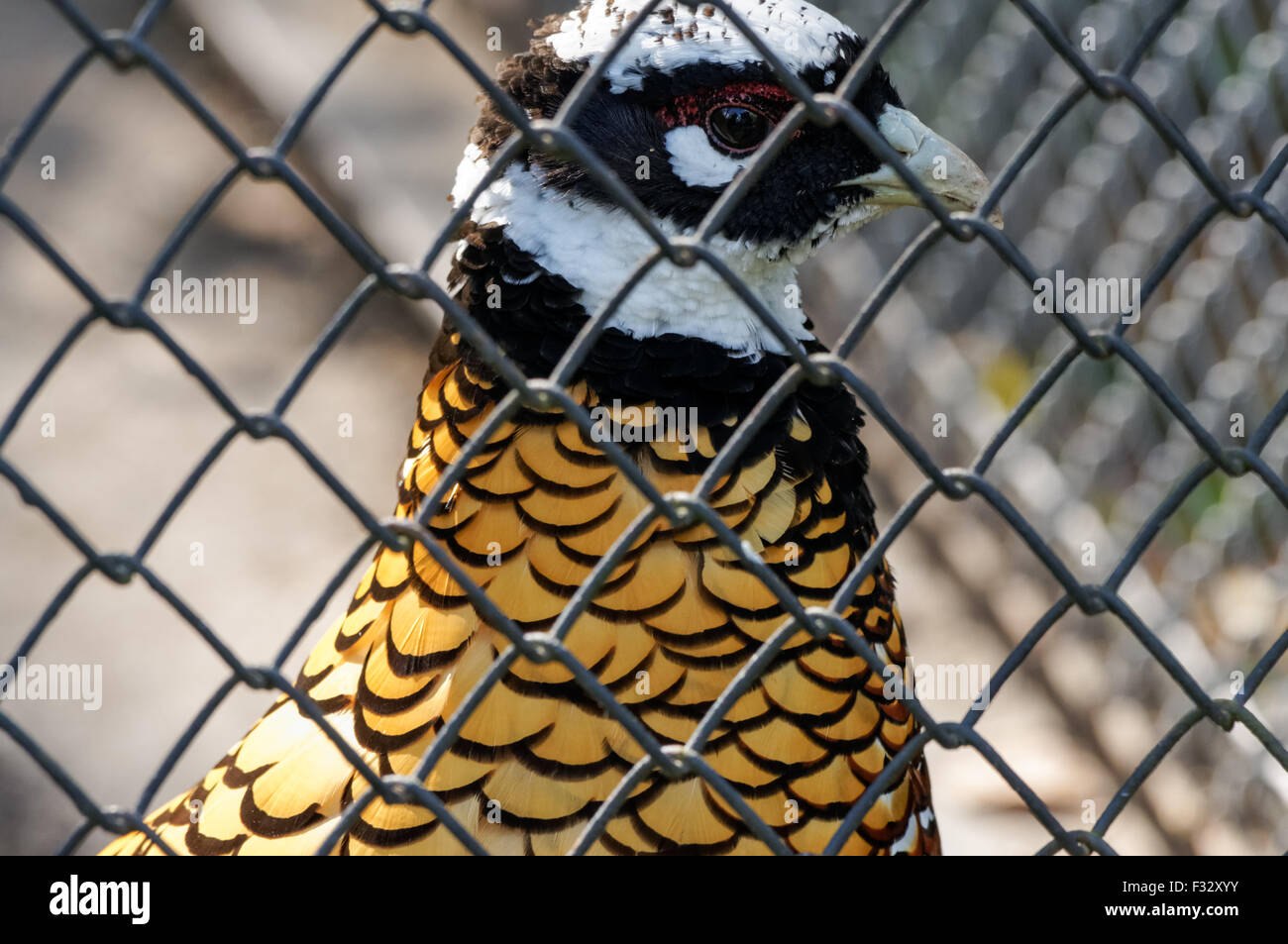 The Reeves's pheasant, Syrmaticus reevesii in enclosure Stock Photo - Alamy