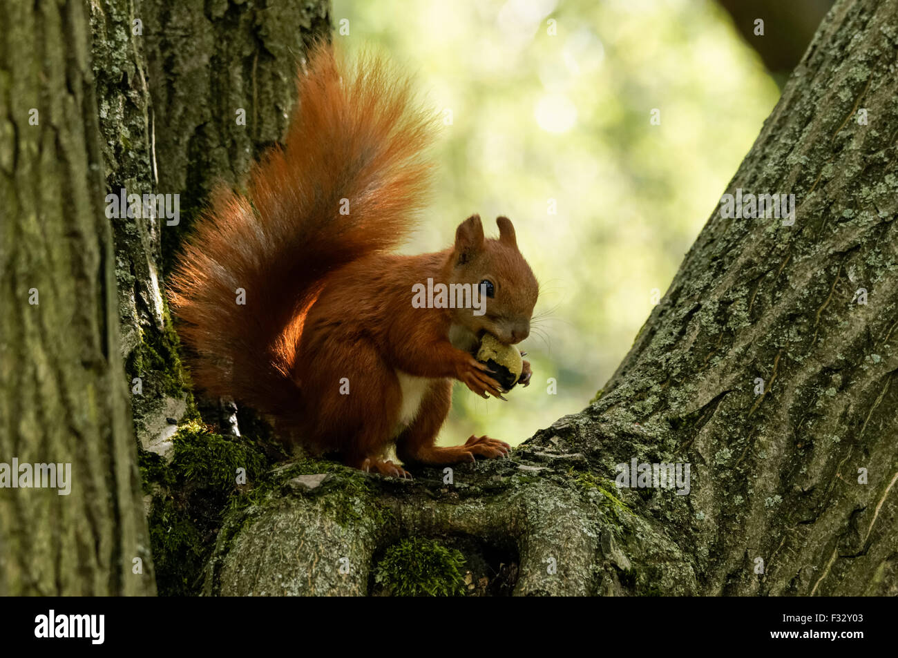 Eurasian red squirrel hi-res stock photography and images - Alamy