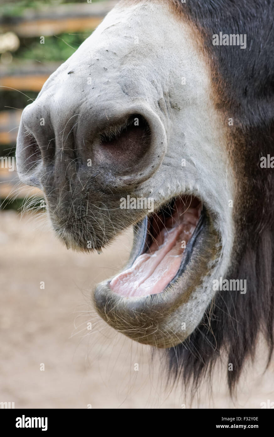 Braying donkey, open mouth close up Stock Photo - Alamy
