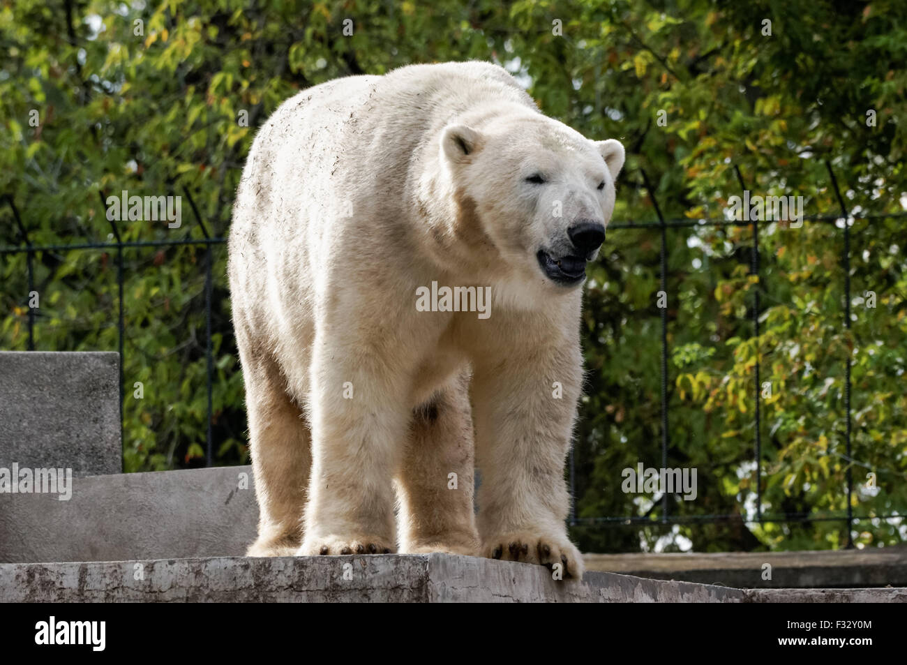 The polar bear (Ursus maritimus) at Warsaw Zoo, Poland Stock Photo - Alamy