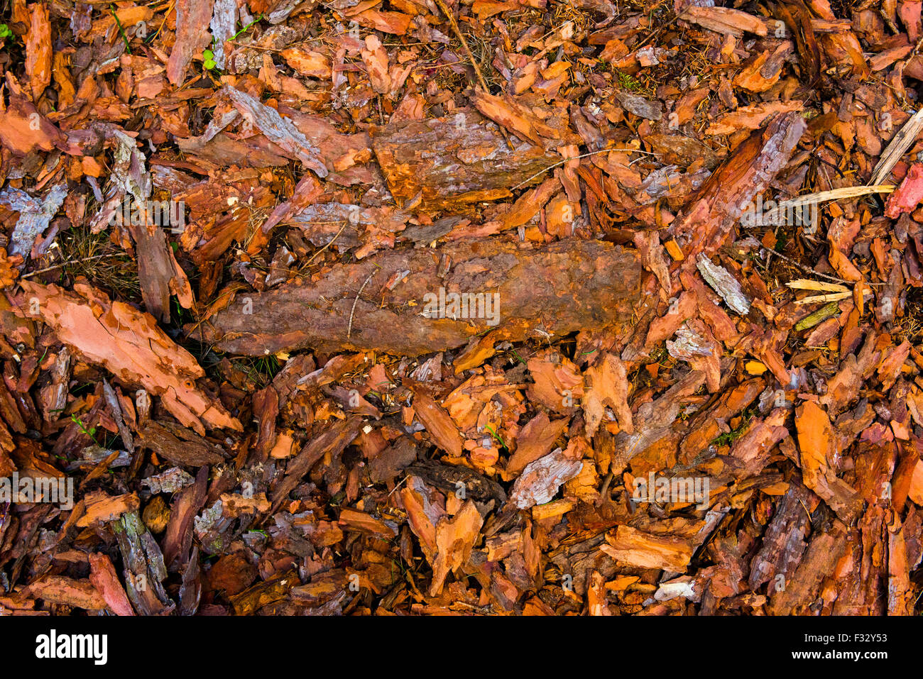 Bark pieces lying on the ground. nature texture background. Rind of a ...