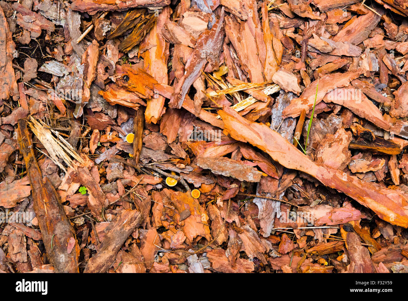 Bark pieces lying on the ground. nature texture background. Rind of a ...