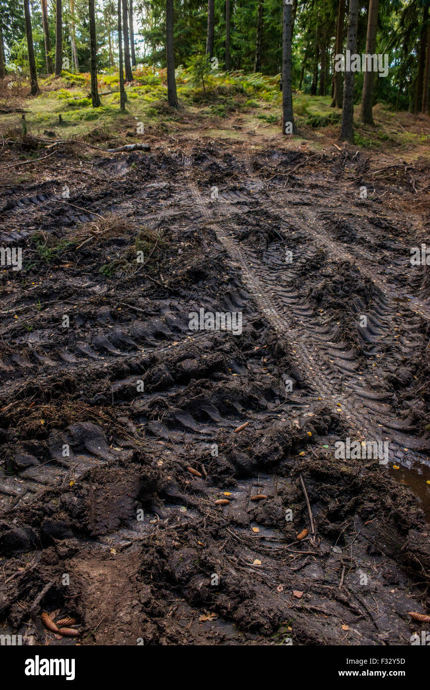 Dead damaged trees plants hi-res stock photography and images - Alamy