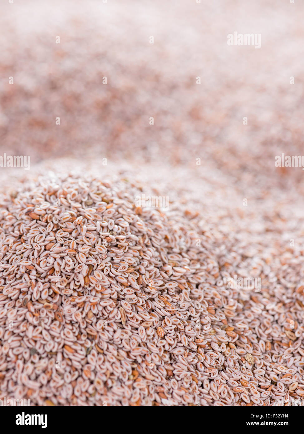 Heap of fresh Psyllium seeds for use as background image Stock Photo ...