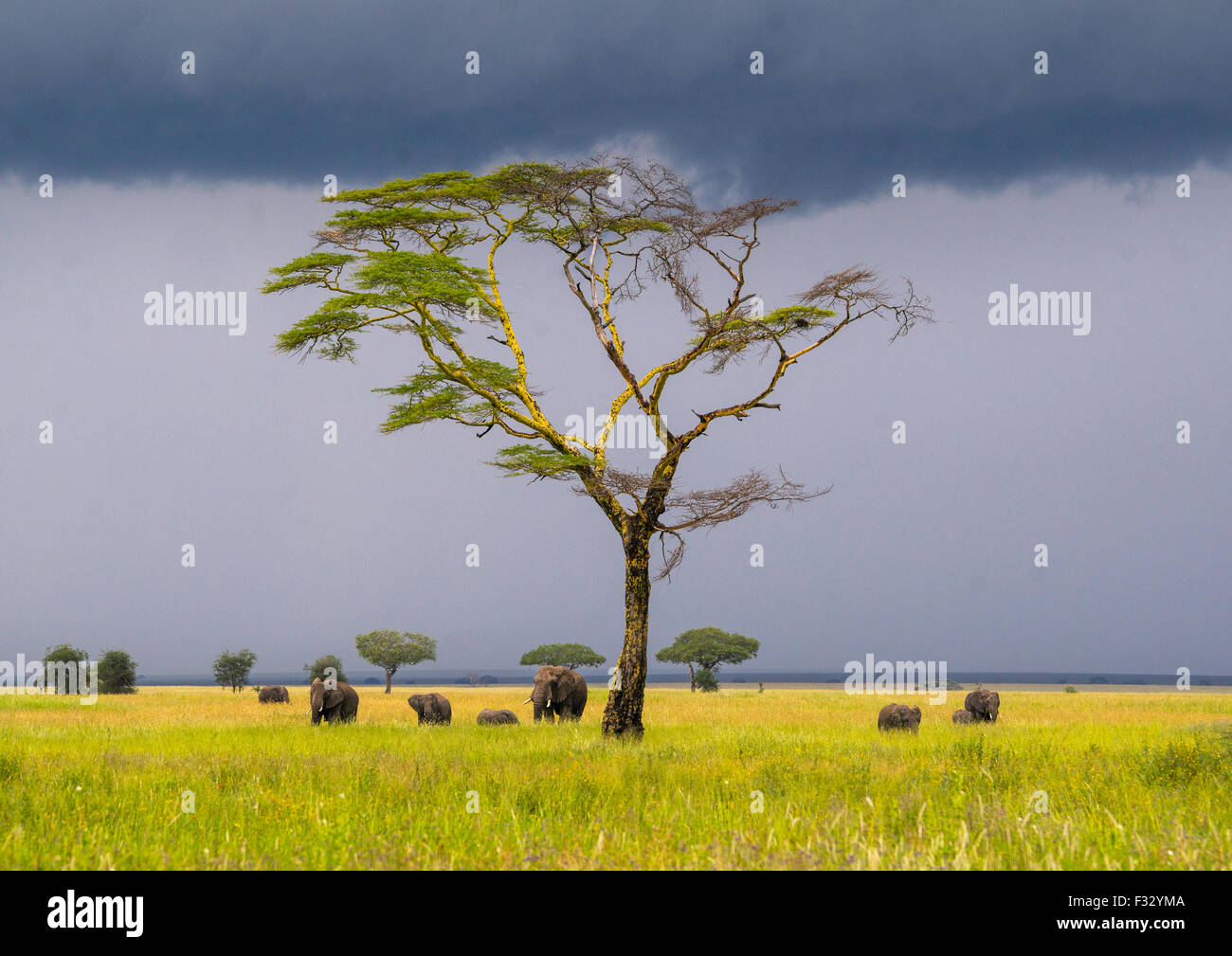 Elephant under acacia tree hi-res stock photography and images - Alamy