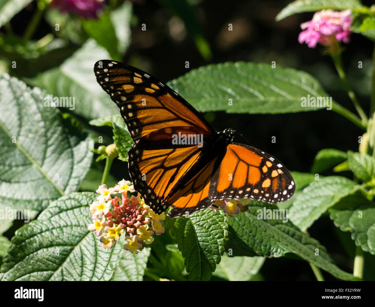 Monarch Butterfly in the Fragrance Garden, The Brooklyn Botanic Garden ...