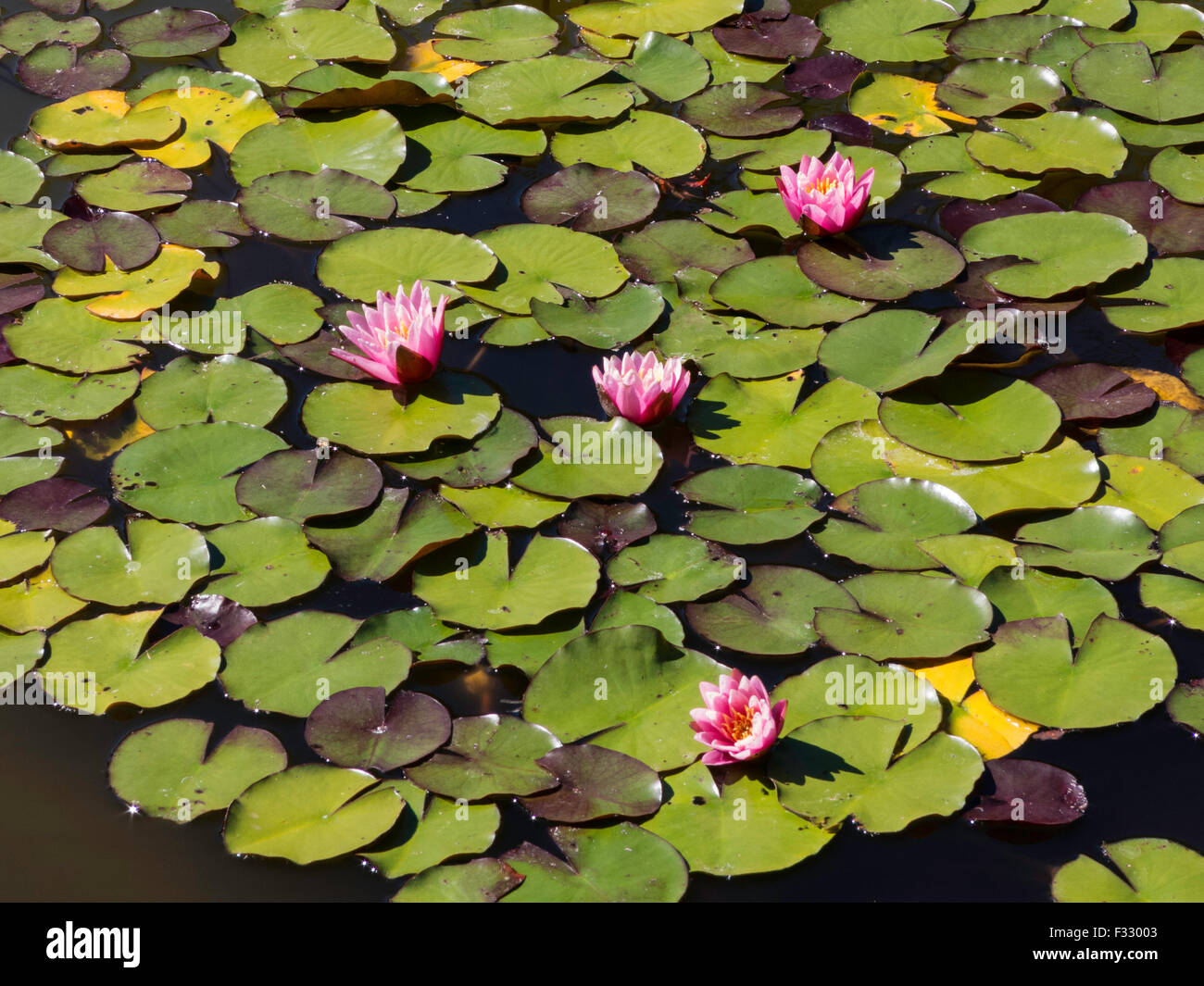 Lily Pool in The Brooklyn Botanic Garden, NYC, USA Stock Photo - Alamy