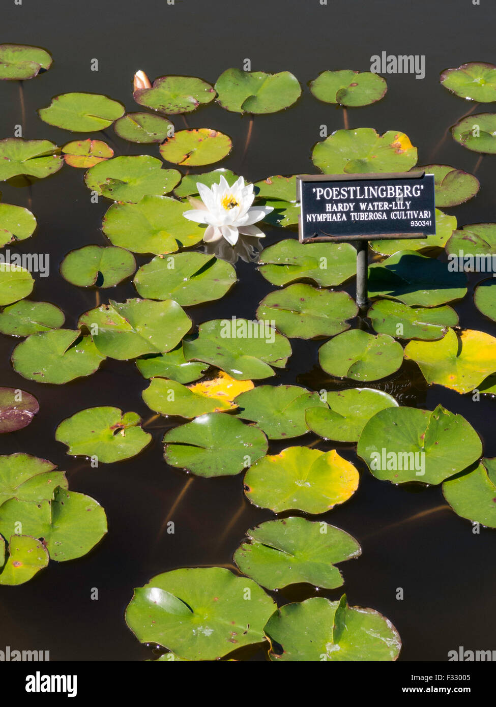 Lily Pool in The Brooklyn Botanic Garden, NYC, USA Stock Photo - Alamy