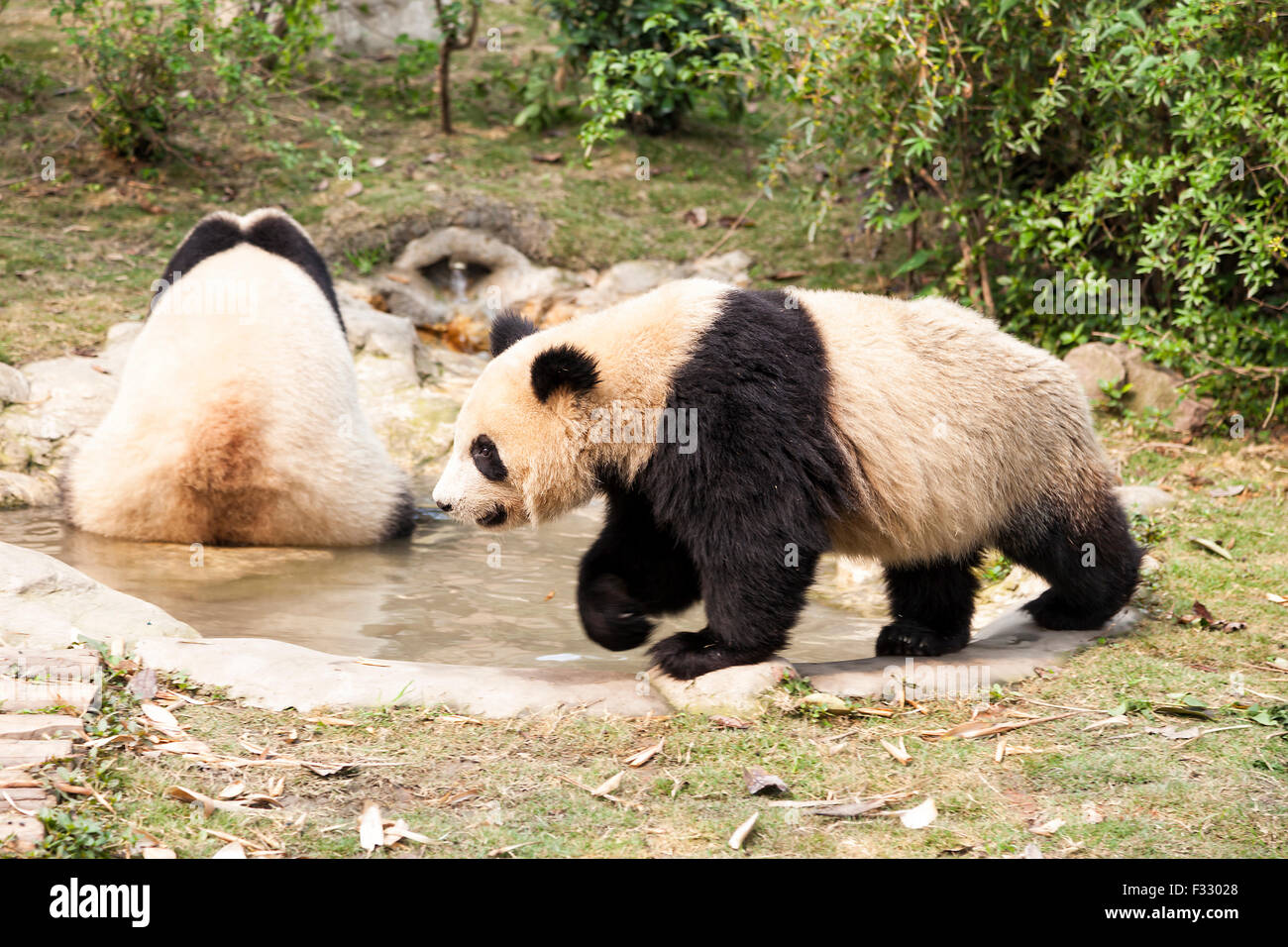 Giant Panda Bear Stock Photo - Alamy