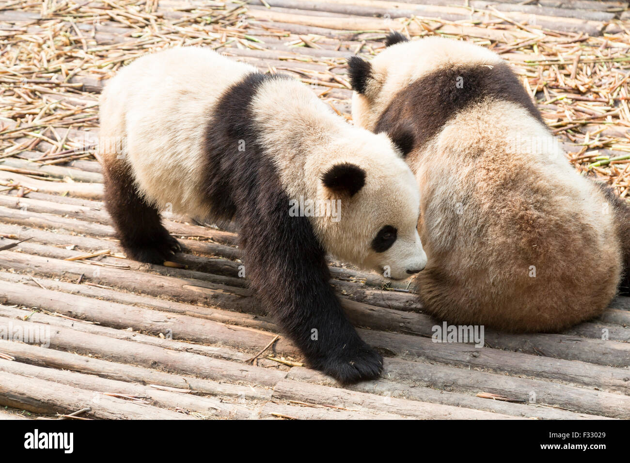 Giant Panda Bear Stock Photo - Alamy