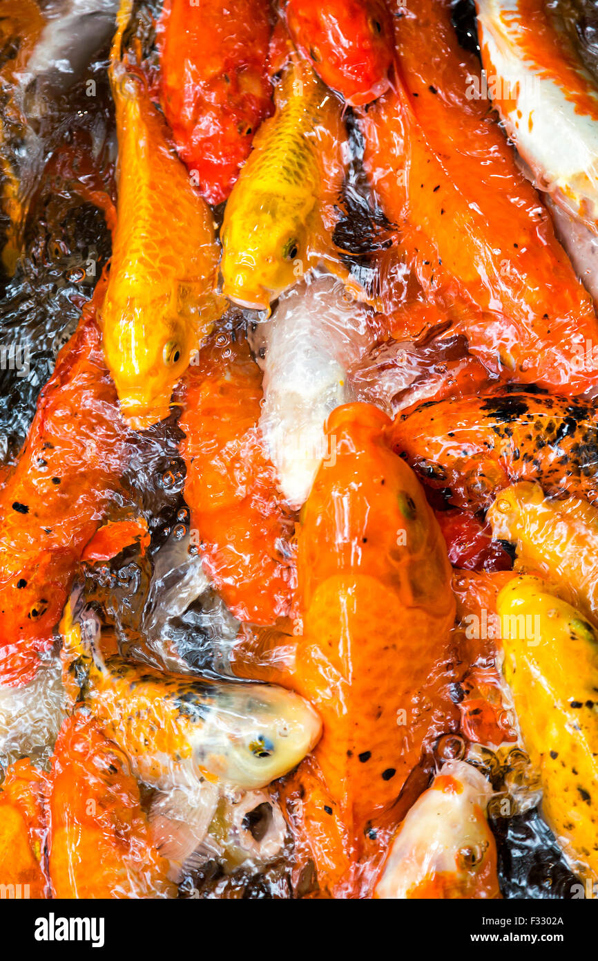 Ornamental fish collection hi-res stock photography and images - Alamy