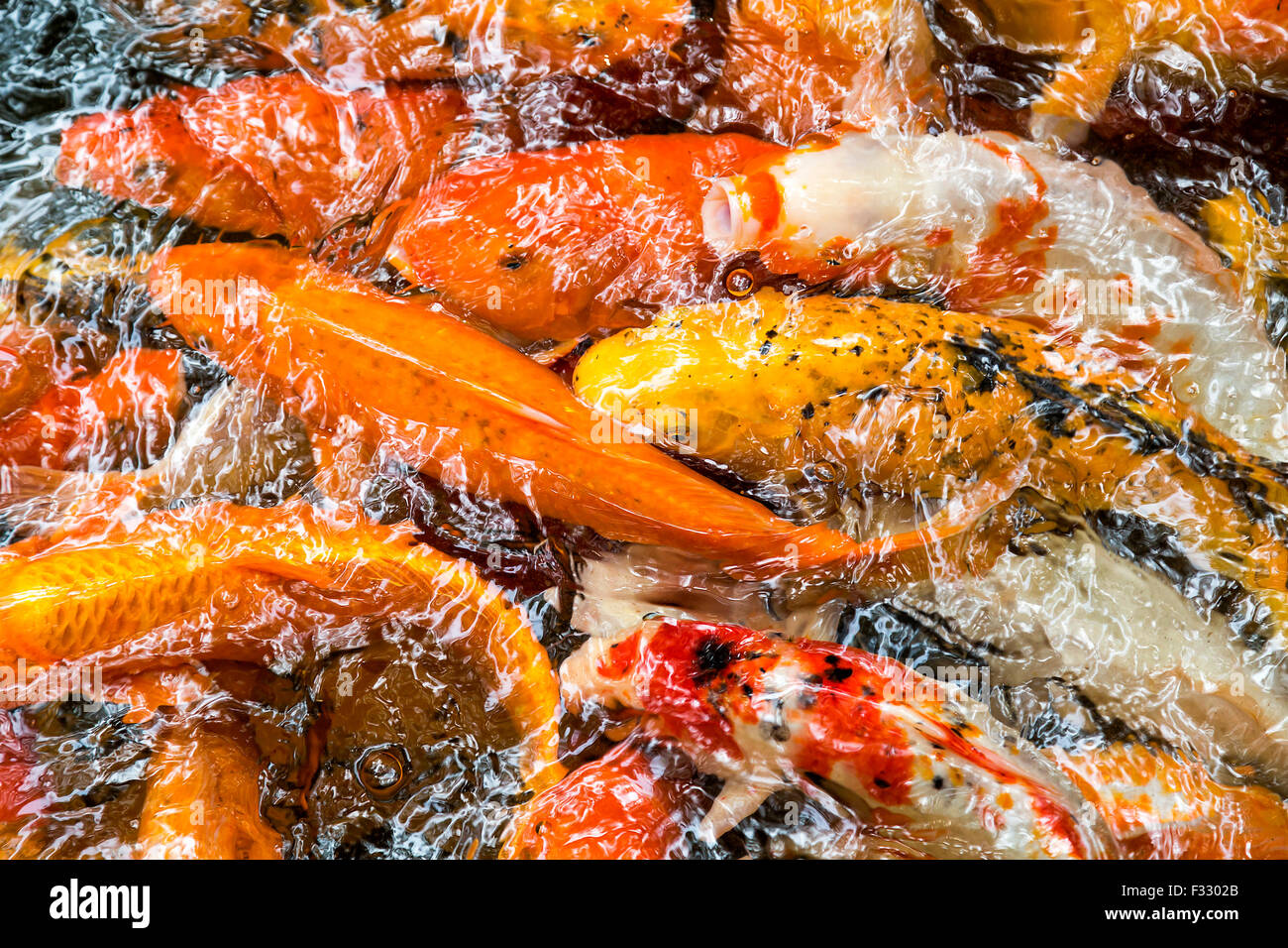 Ornamental fish collection hi-res stock photography and images - Alamy