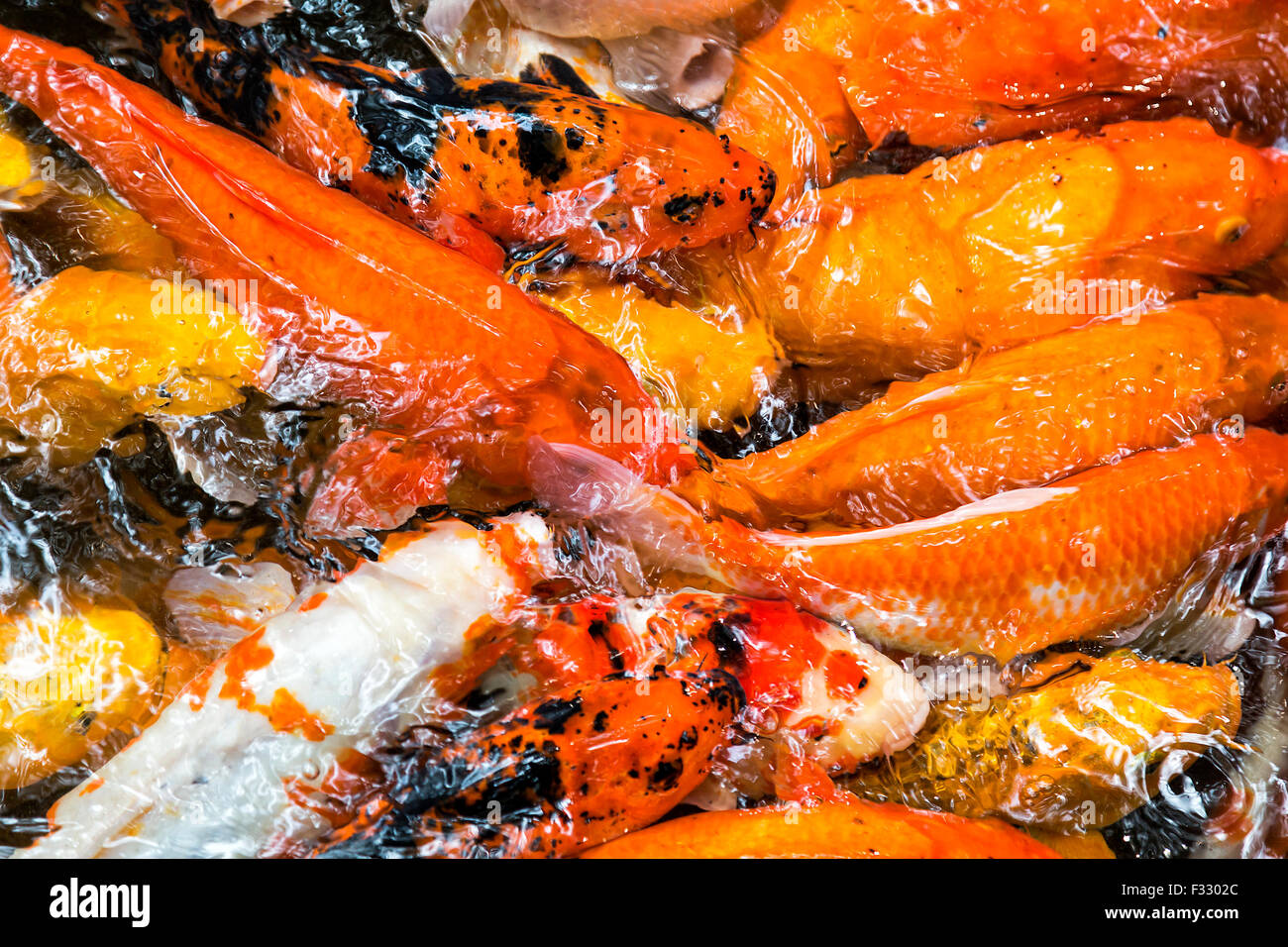 Ornamental fish collection hi-res stock photography and images - Alamy