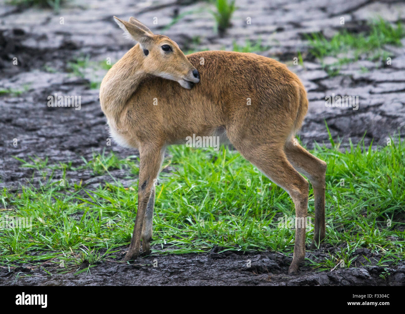 Reedbuck tanzania hi-res stock photography and images - Alamy