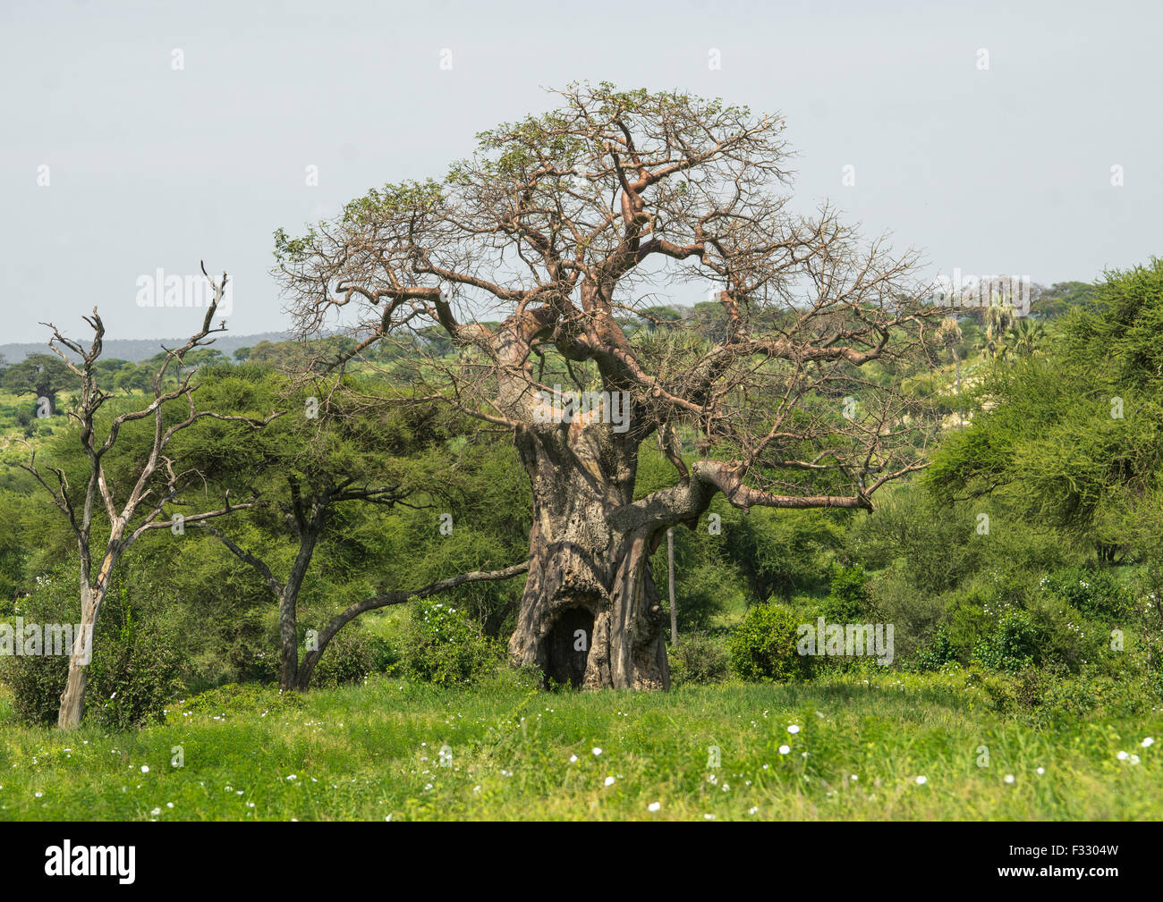 Tanzania, Karatu, Tarangire National Park, large baobab tree (adansonia ...