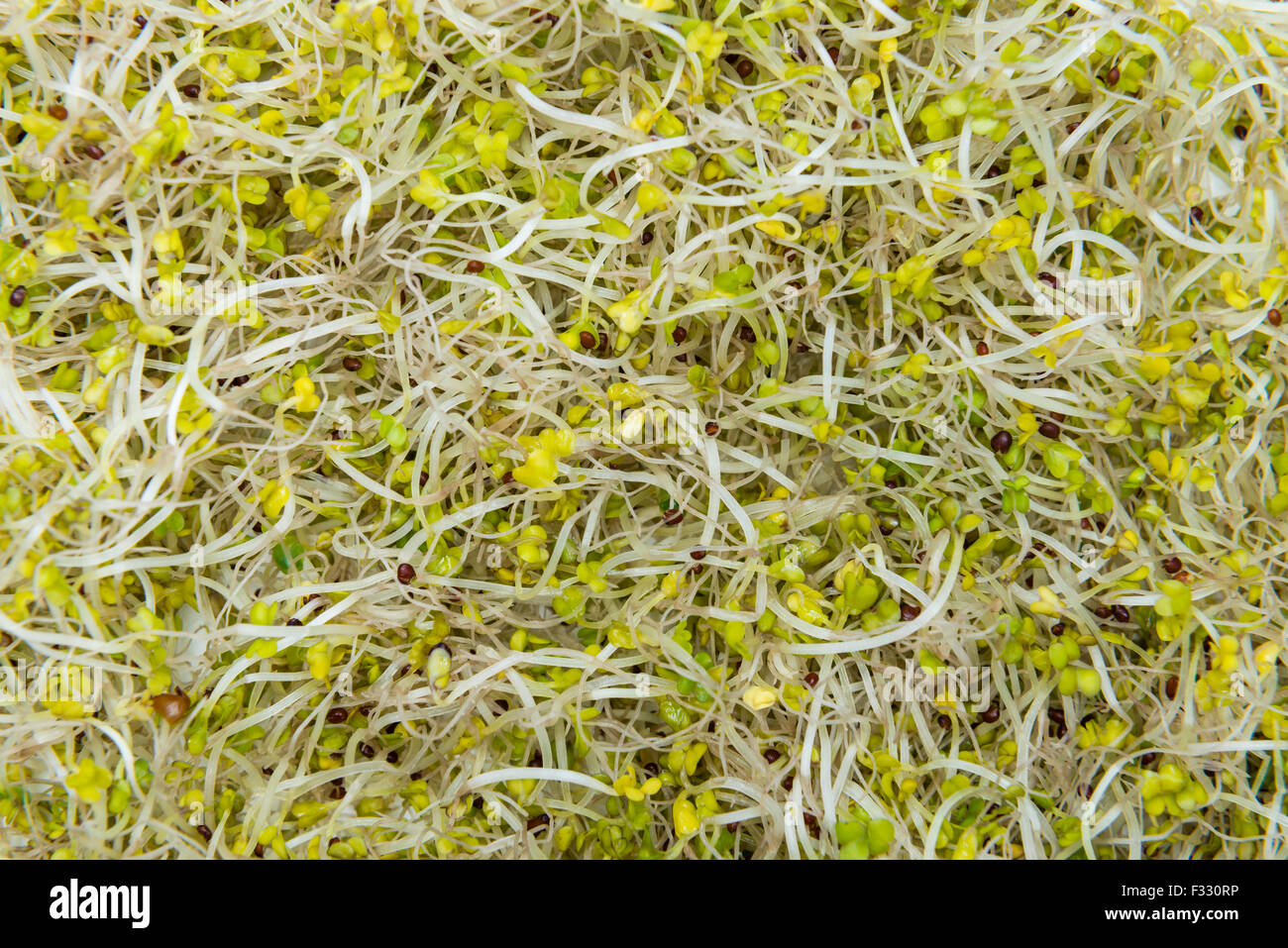 Portion of fresh Broccoli Sprouts as detailed macro shot Stock Photo ...