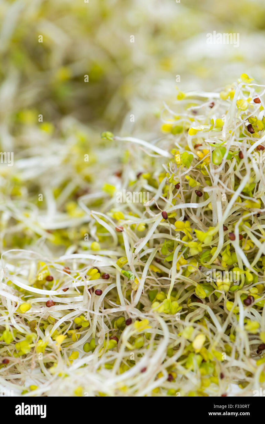 Portion of fresh Broccoli Sprouts as detailed macro shot Stock Photo ...