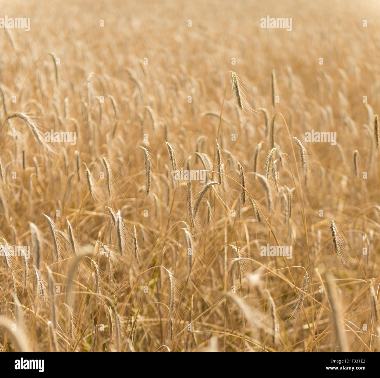 Wheat field (close-up shot) in the sun Stock Photo - Alamy