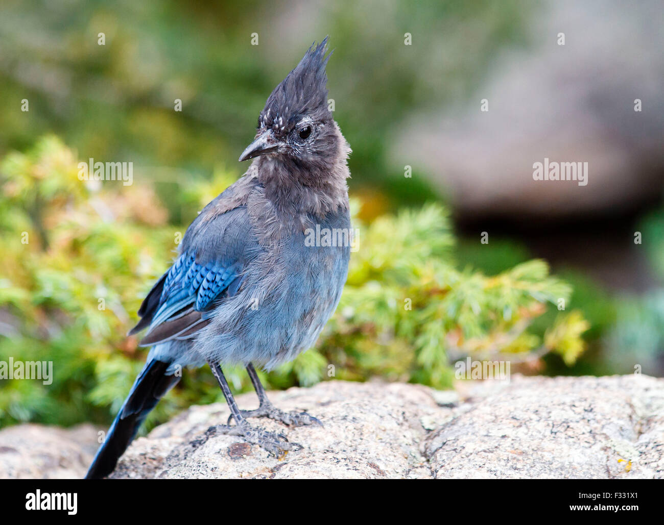 Steller's Jay, Rocky Mountain National Park, Colorado Stock Photo - Alamy