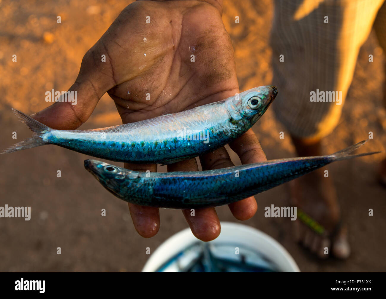Tanzania, Zanzibar, Kizimkazi, man cupping fresh sardines at market ...